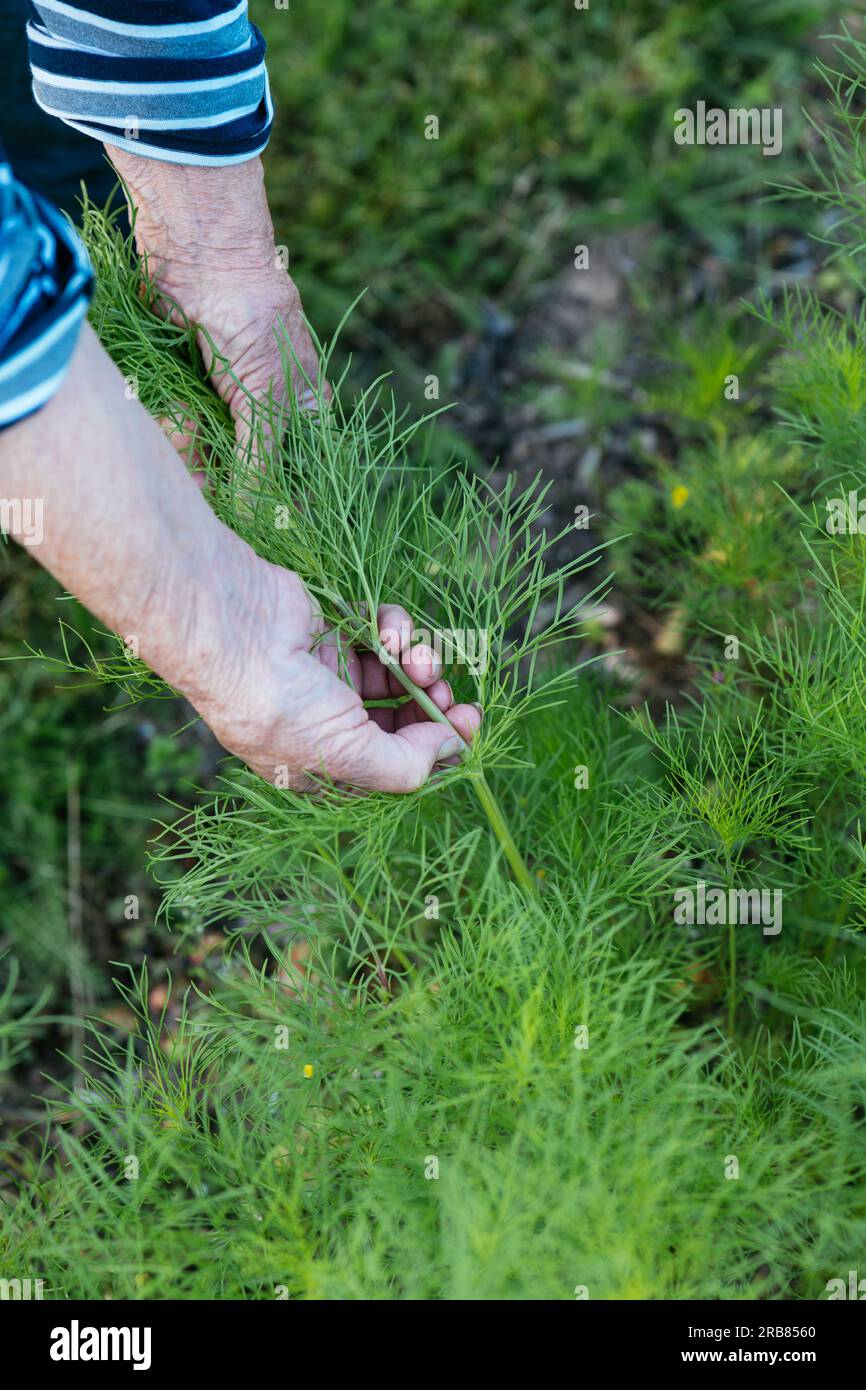 Gardener pinching out cosmos for maxumum blooms Stock Photo - Alamy