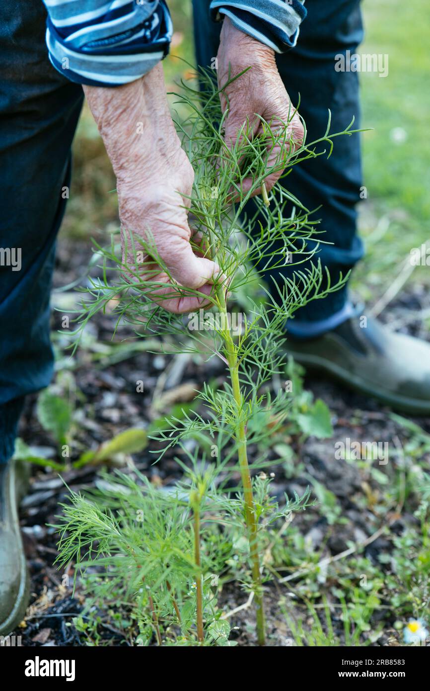 Maxumum hi-res stock photography and images - Alamy