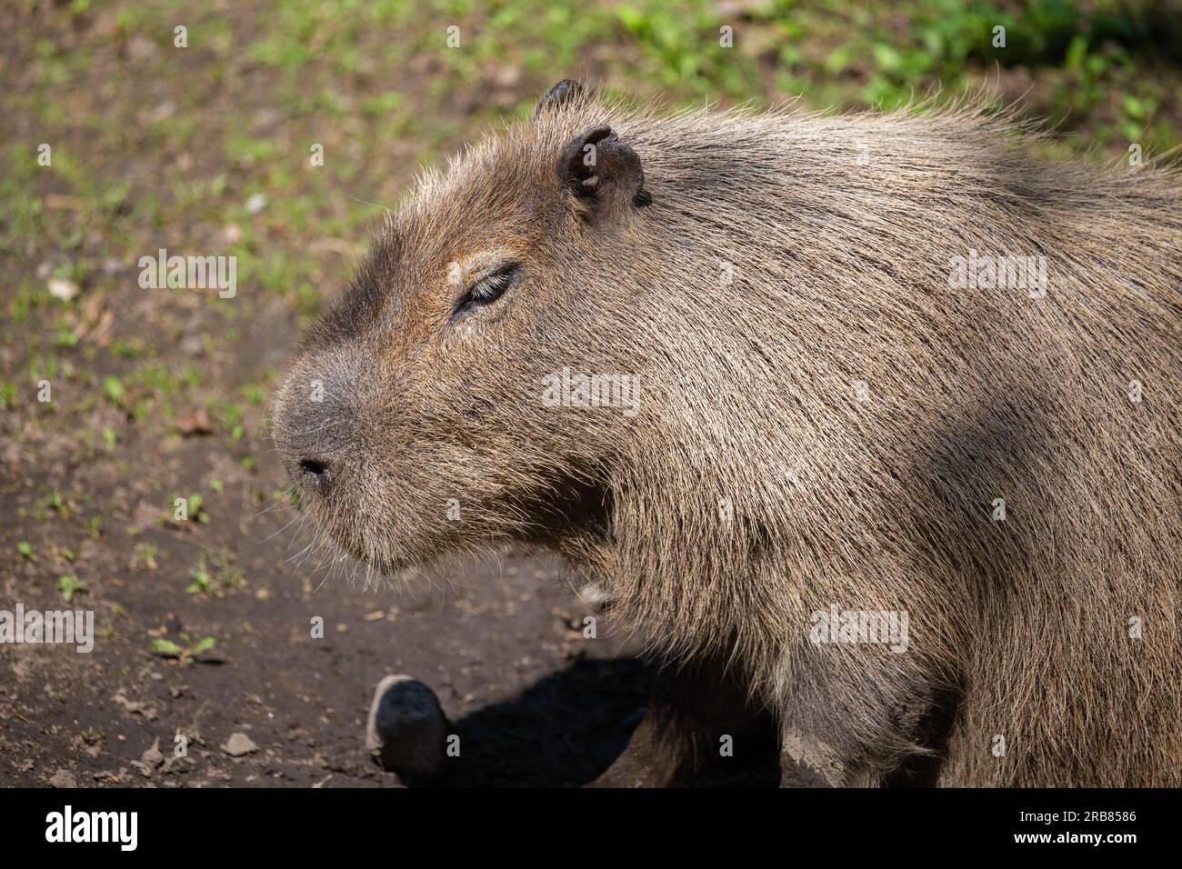 Various attitudes hi-res stock photography and images - Alamy