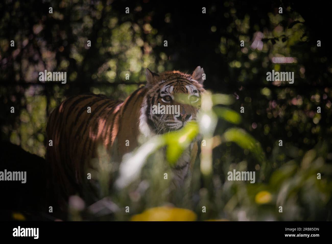This photo shows an adult tiger that lives in a wildlife park. The ...