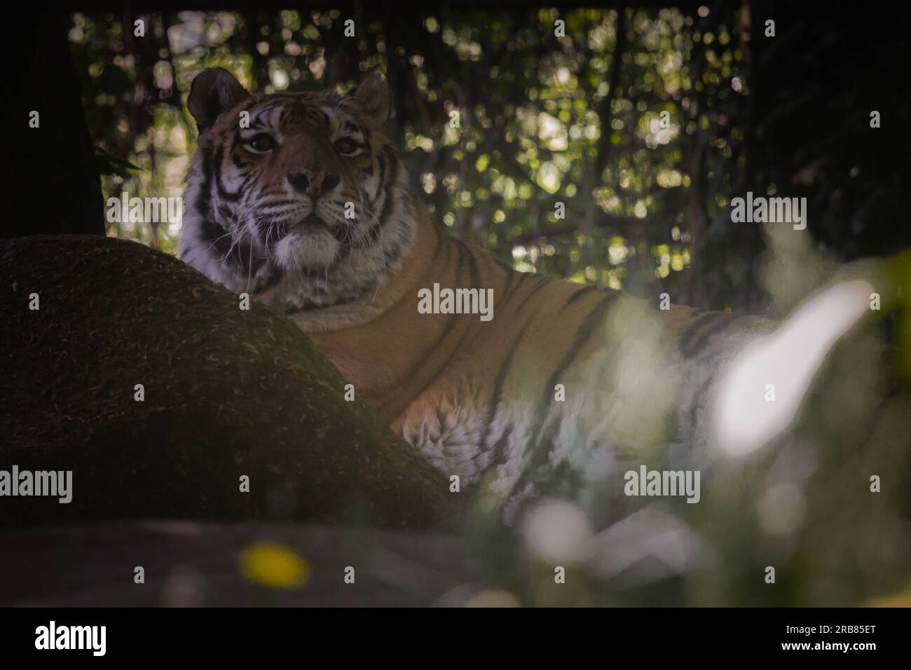 This photo shows an adult tiger that lives in a wildlife park. The ...