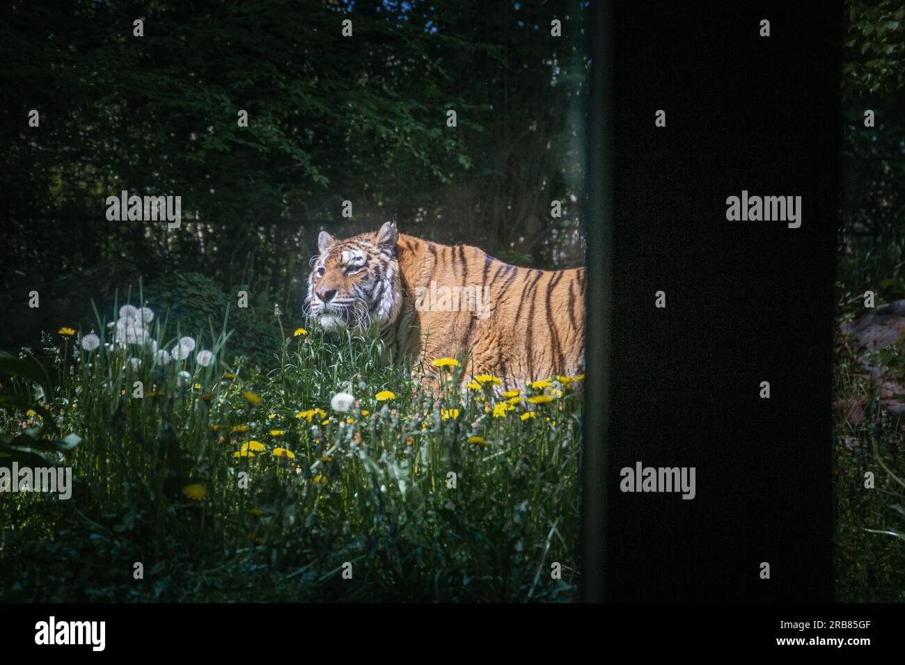 This photo shows an adult tiger that lives in a wildlife park. The ...