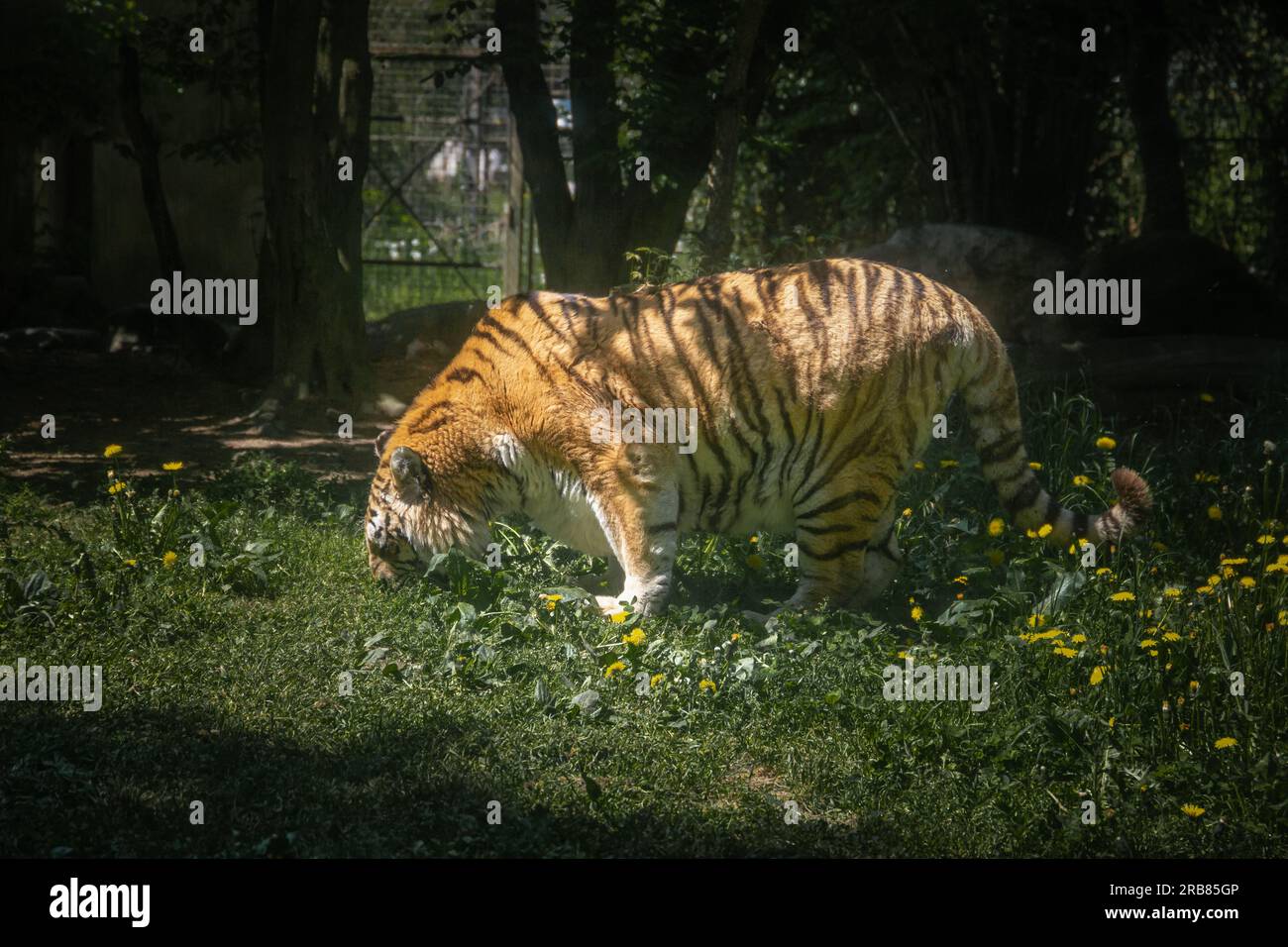 This photo shows an adult tiger that lives in a wildlife park. The ...