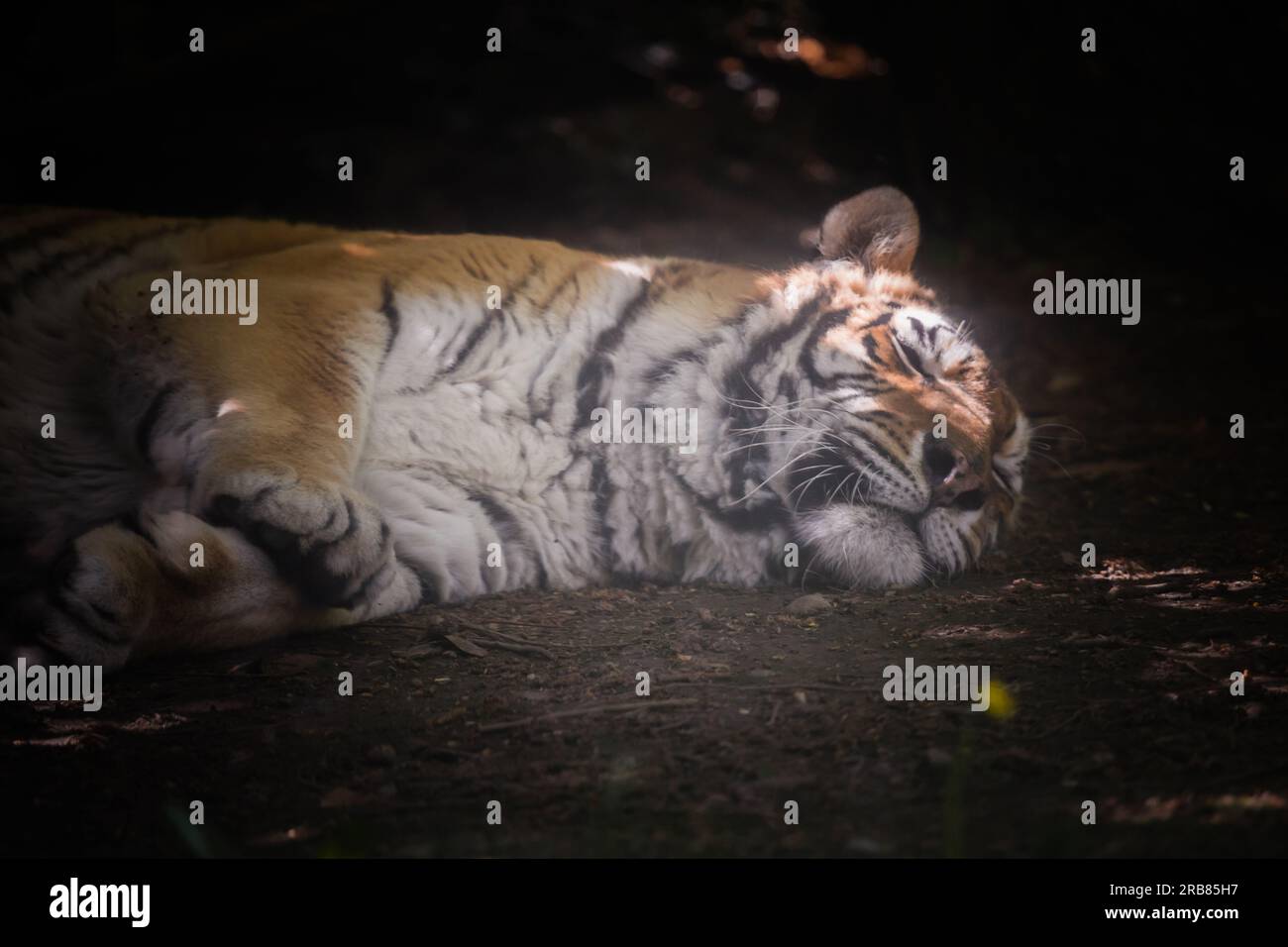 This photo shows an adult tiger that lives in a wildlife park. The ...