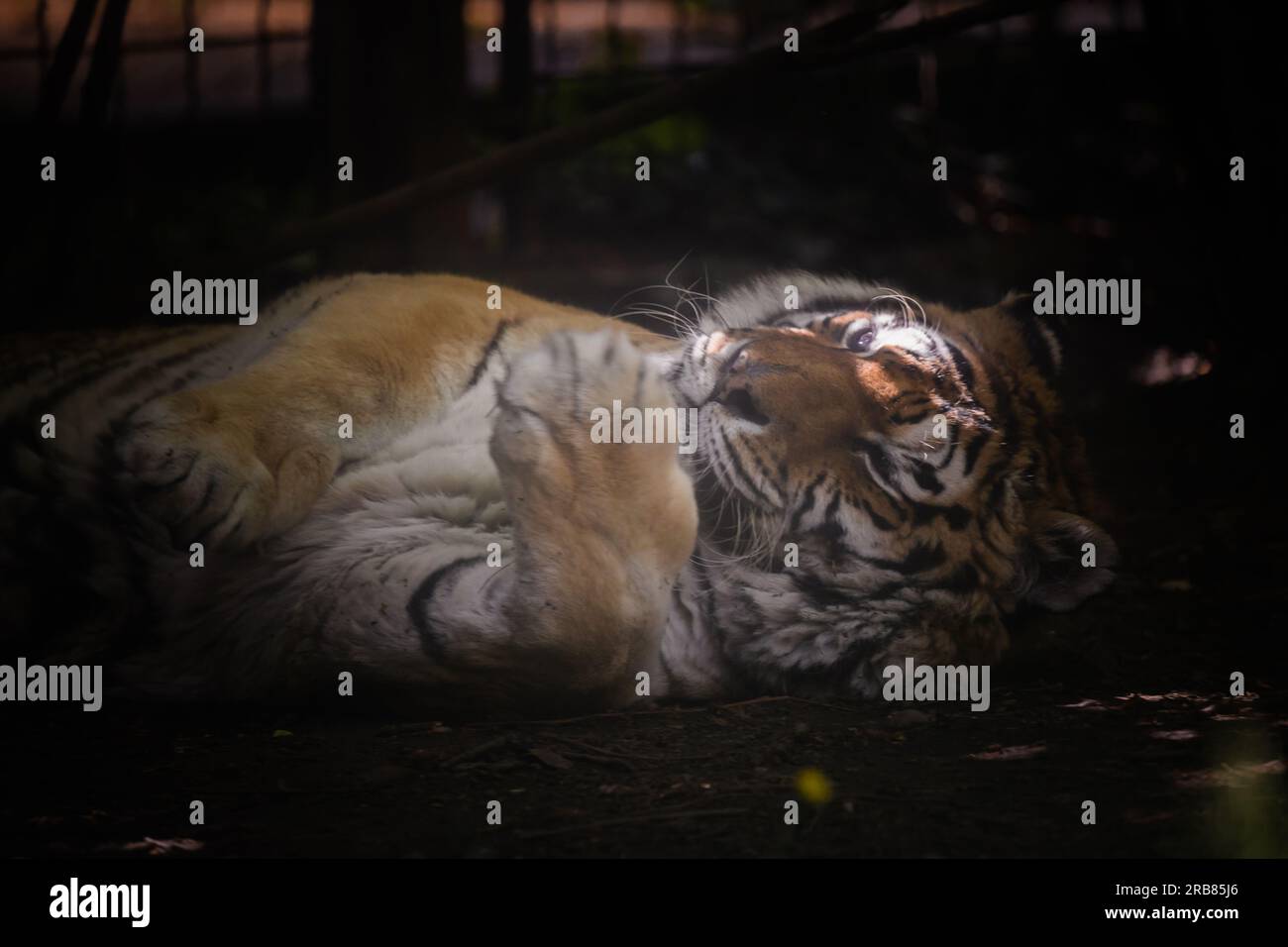 This photo shows an adult tiger that lives in a wildlife park. The ...