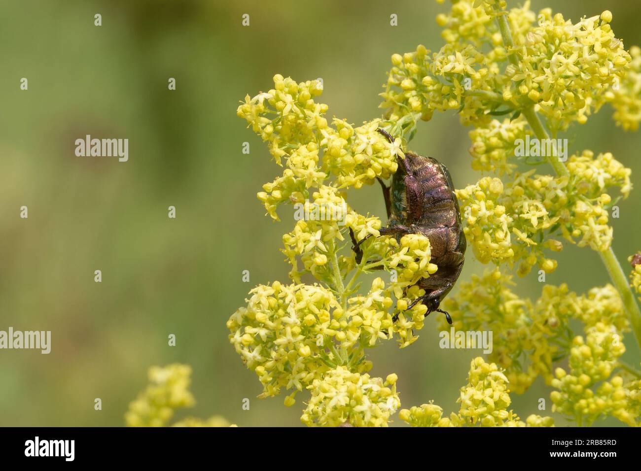 Copper chafer is a species of chafer in the family Scarabaeidae Stock ...