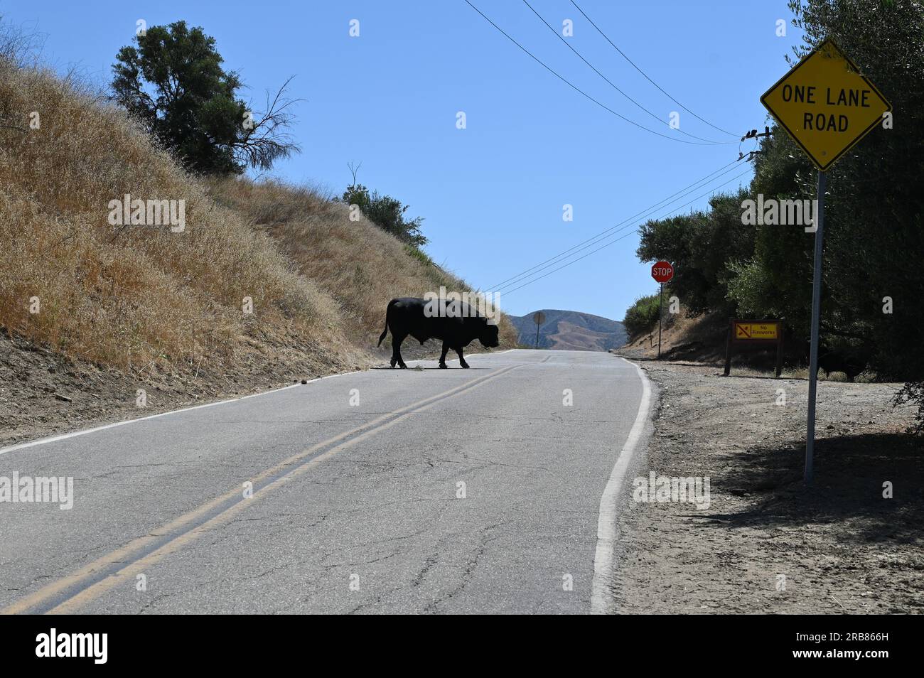 Bull crossing highway hi-res stock photography and images - Alamy