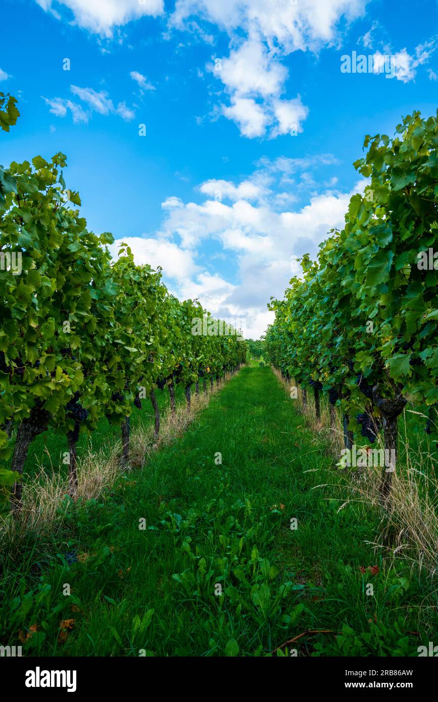 Germany, endless green tunnel between vine plants in beautiful vineyard ...