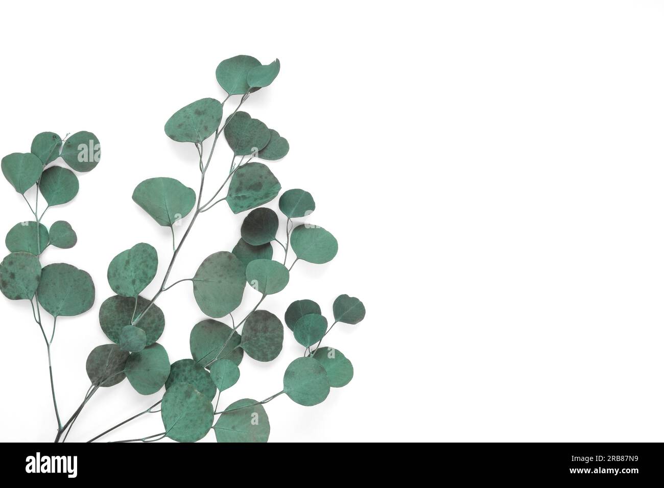 Eucalyptus branches on white background. Place for text. Green ...