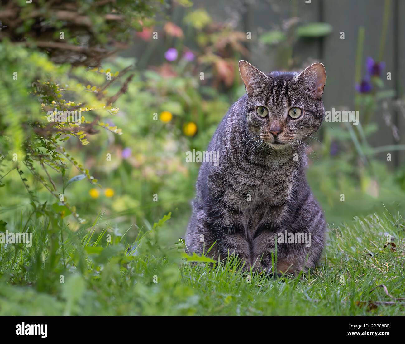 Domesticated house cat Felis catus attracted by garden wildlife, North ...