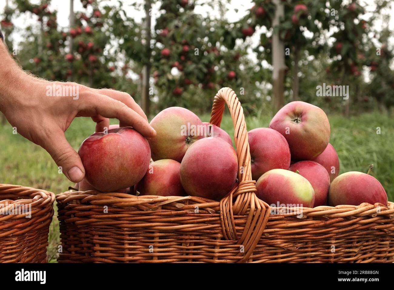 Farmer's Hand Picking Ripe Apples and Puts it in the Basket. Apple ...