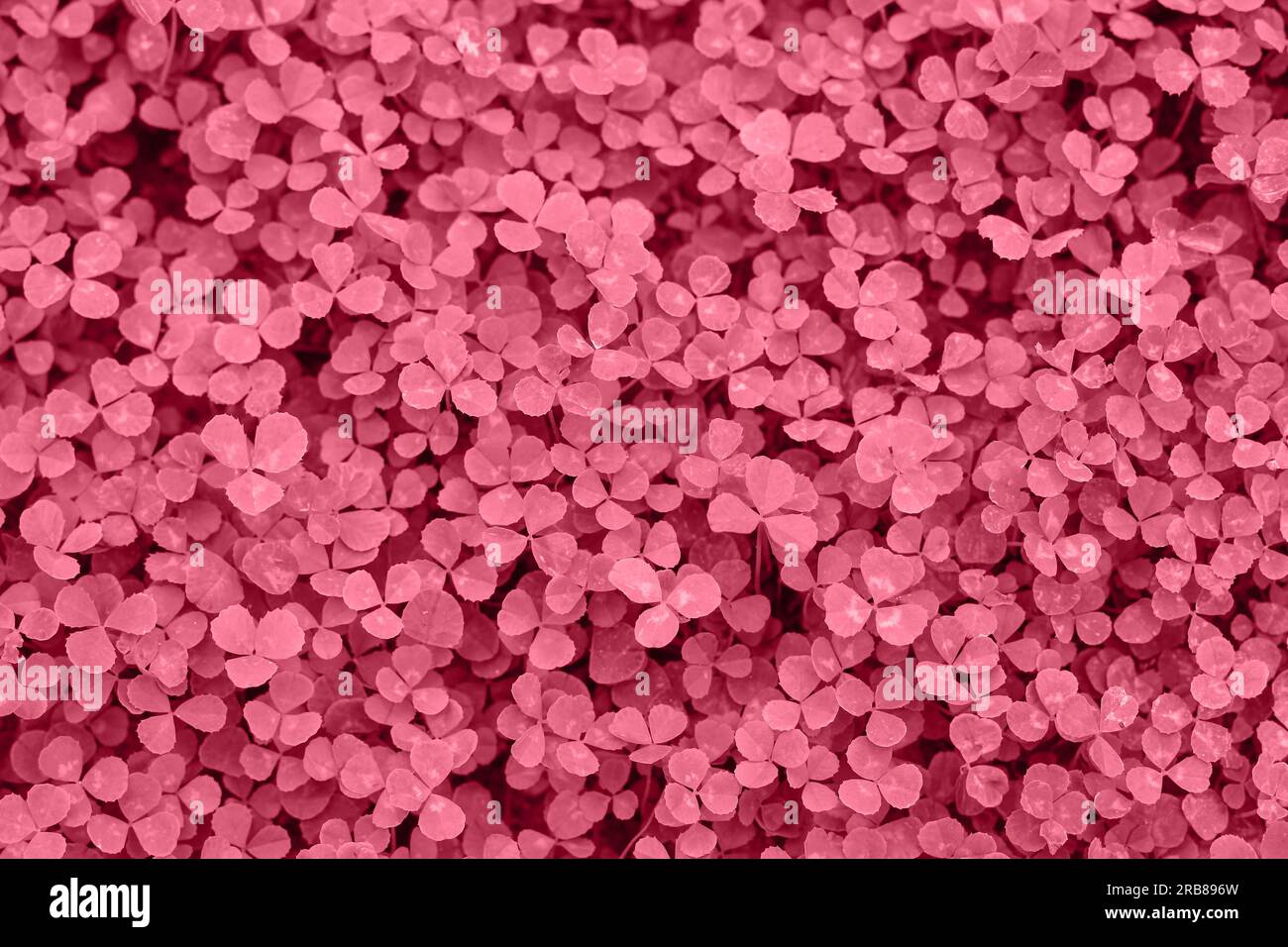 2023 Viva Magenta Colored abstract background. Color of the Year 2023 ...