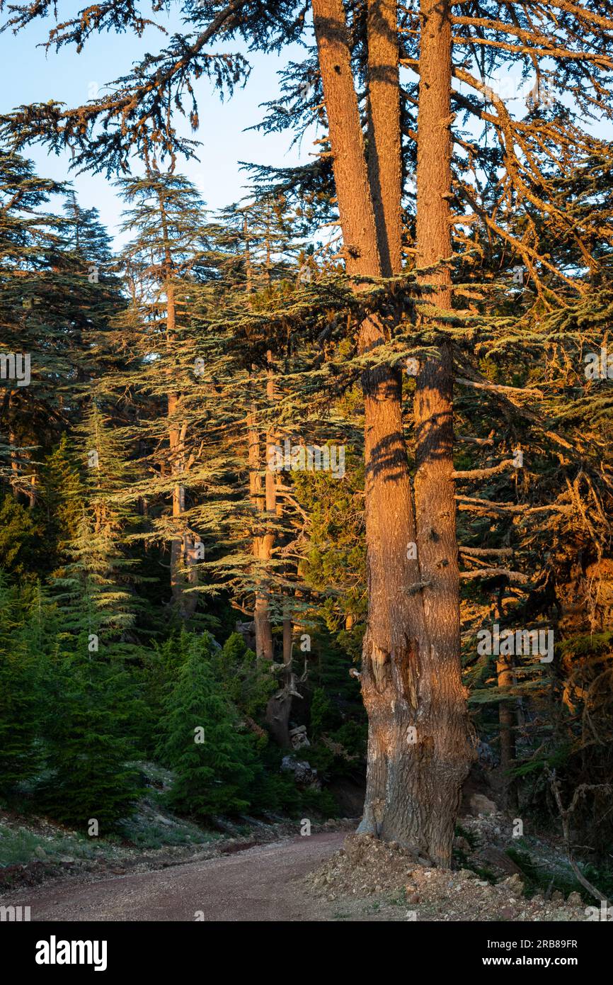 Rare and endangered Lebanese Cedar tree forest at Tahtali mountain in ...