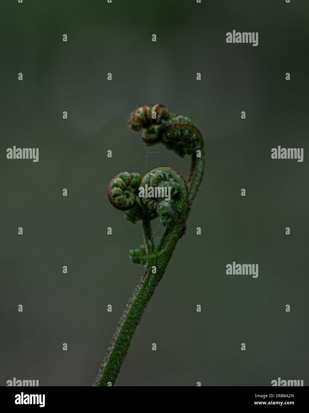 New macro hi-res stock photography and images - Alamy