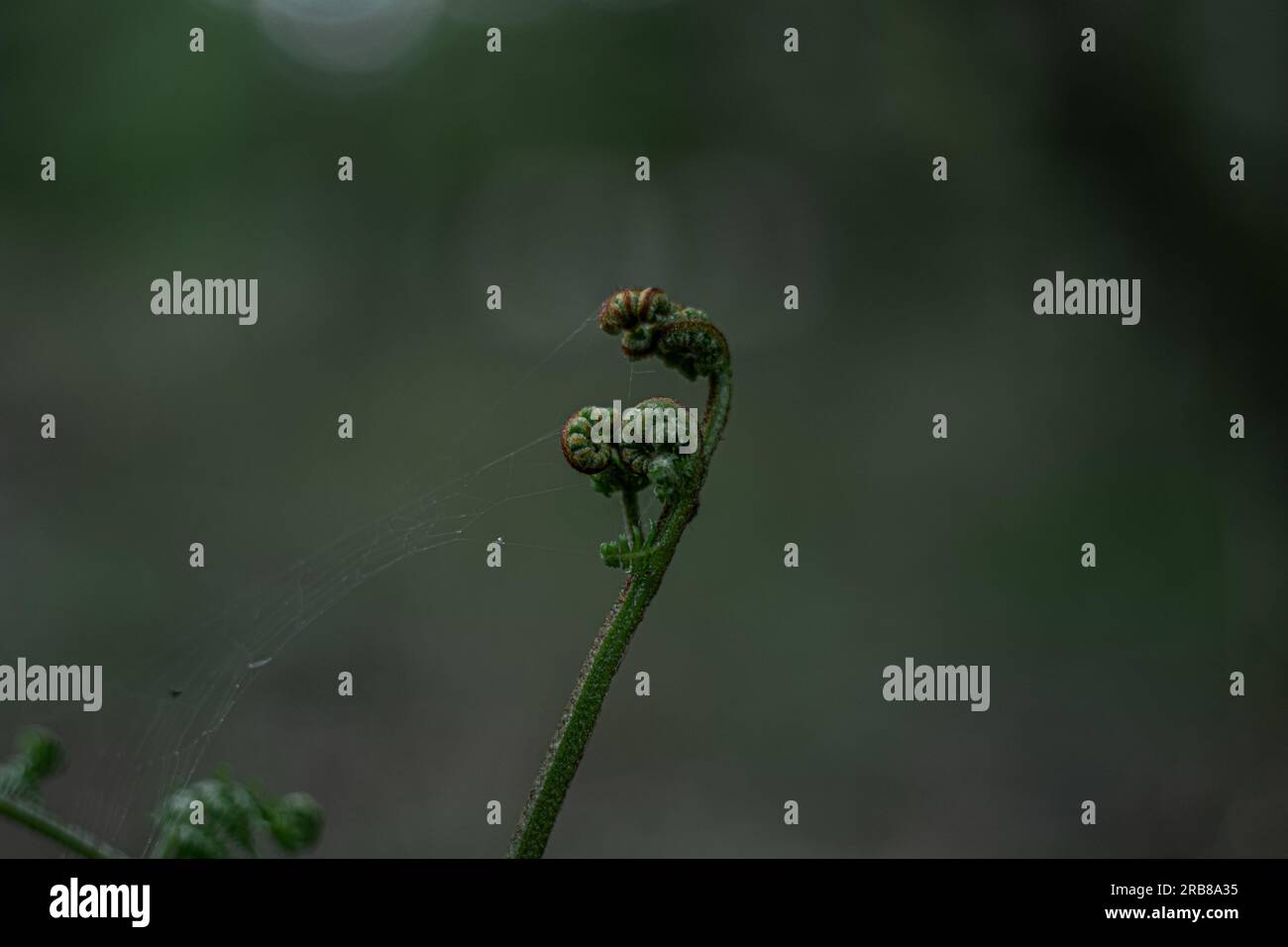 Spring Fern Bud Stock Photo - Alamy