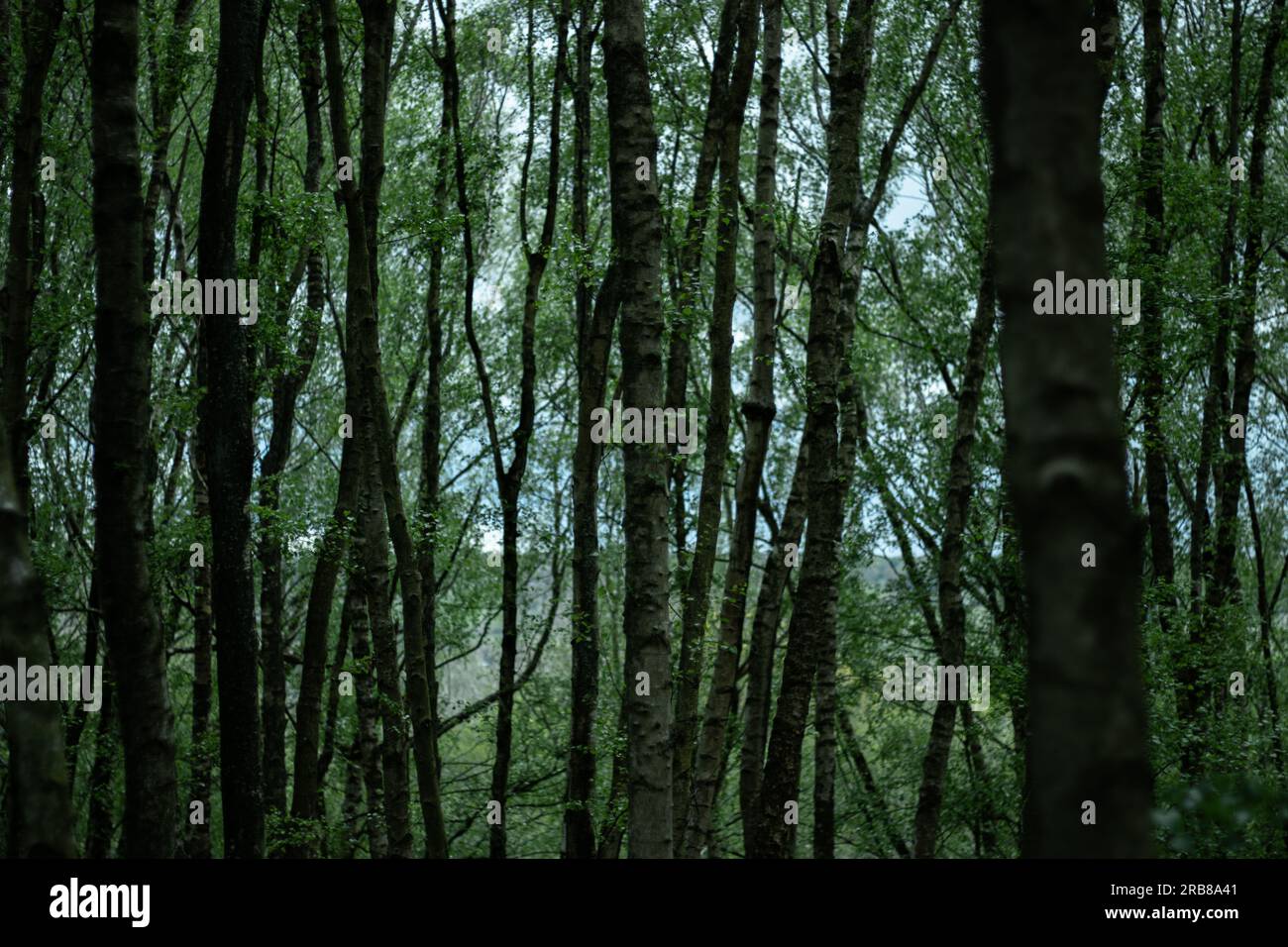 Birch Tree Forest Stock Photo - Alamy