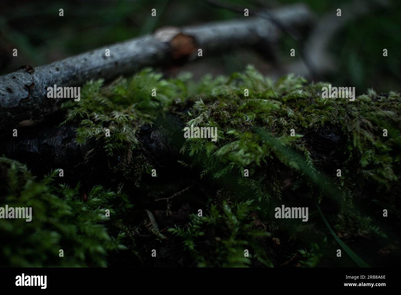 Moss on young trees hi-res stock photography and images - Alamy