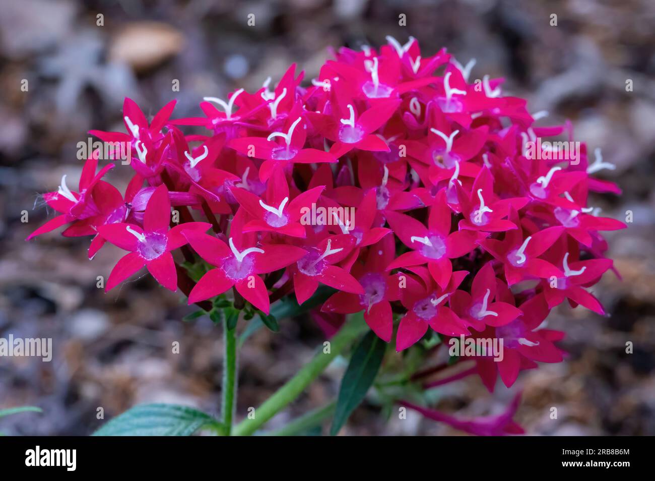 Egyptian star-cluster, pentas lanceolata in a summer morning garden at ...