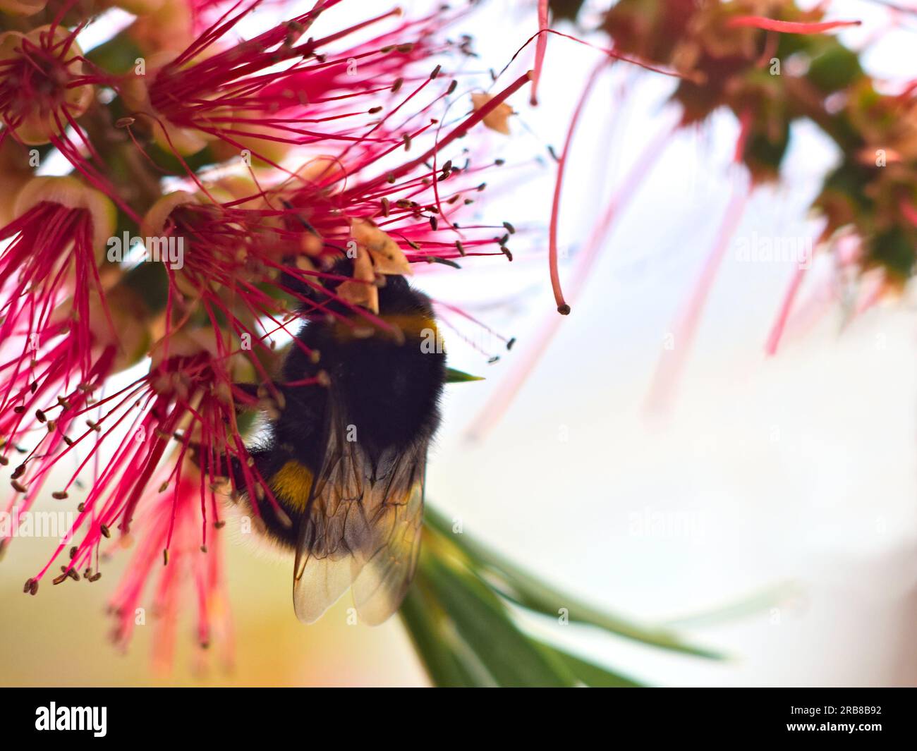 Bumble bee pollinating and landing on brush flowers Stock Photo - Alamy