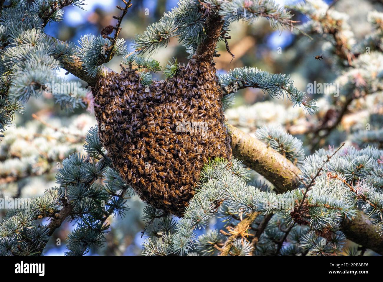 Beautiful shot swarm bees hi-res stock photography and images - Alamy