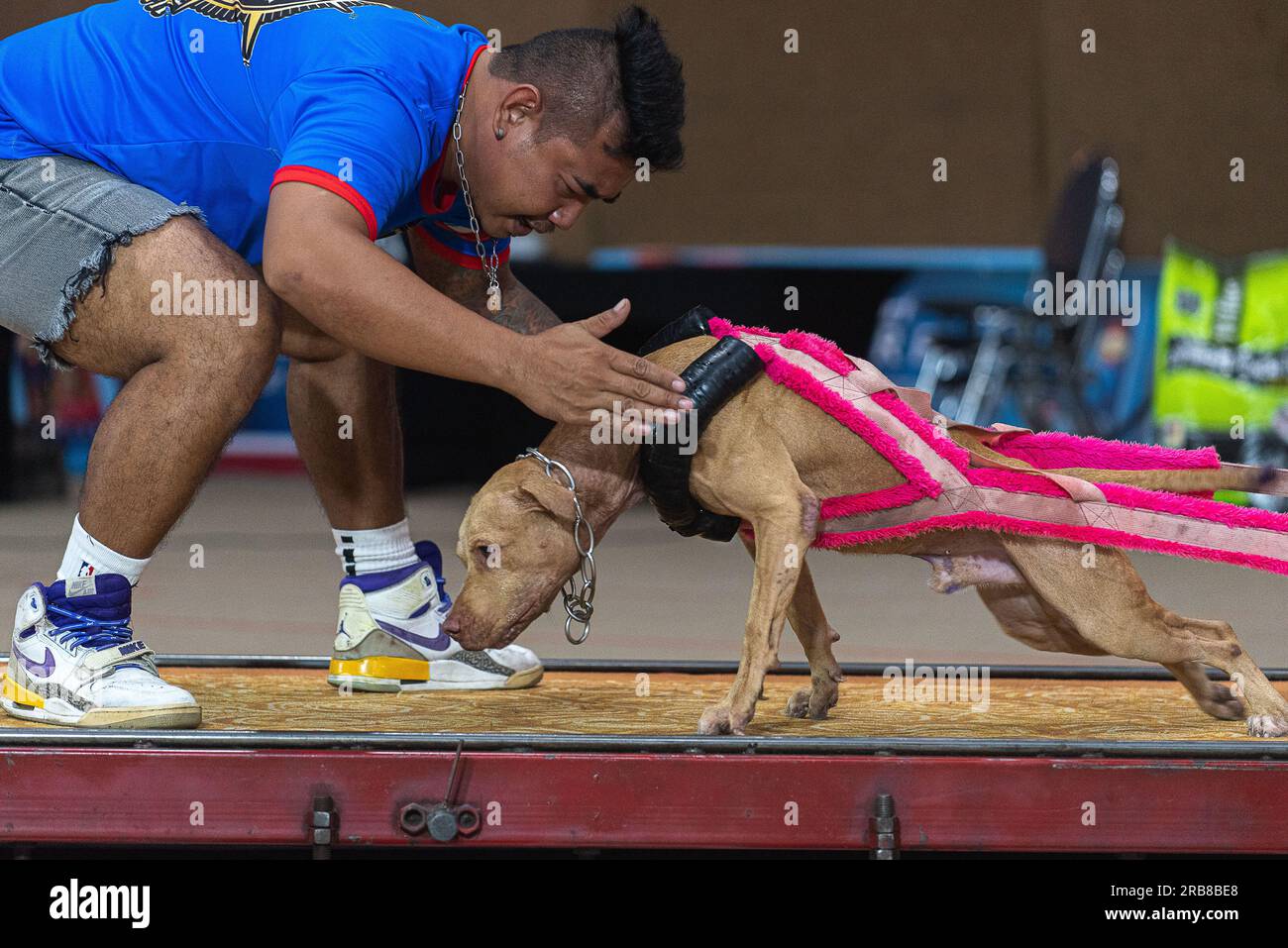 Bangkok, Thailand. 08th July, 2023. A Pitbull dog seen puling a weight ...