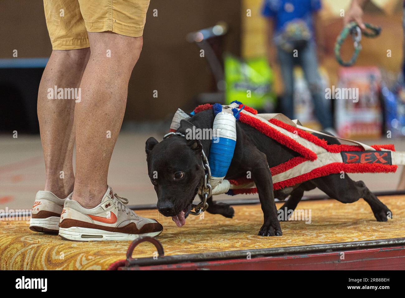 Bangkok, Thailand. 08th July, 2023. A Pitbull dog seen puling a weight ...