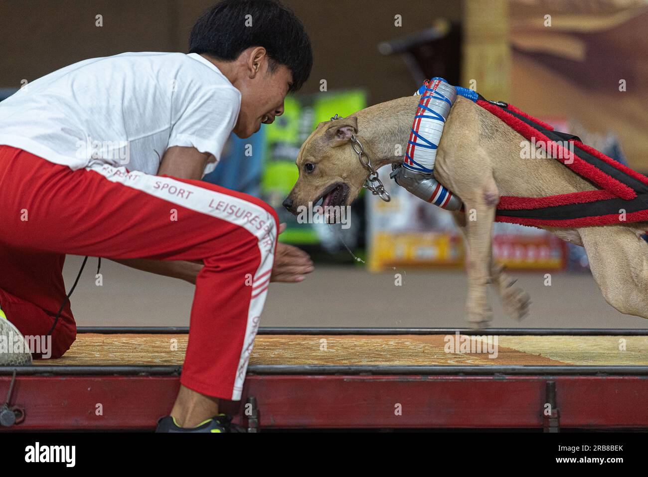 Bangkok, Thailand. 08th July, 2023. A Pitbull dog seen puling a weight ...