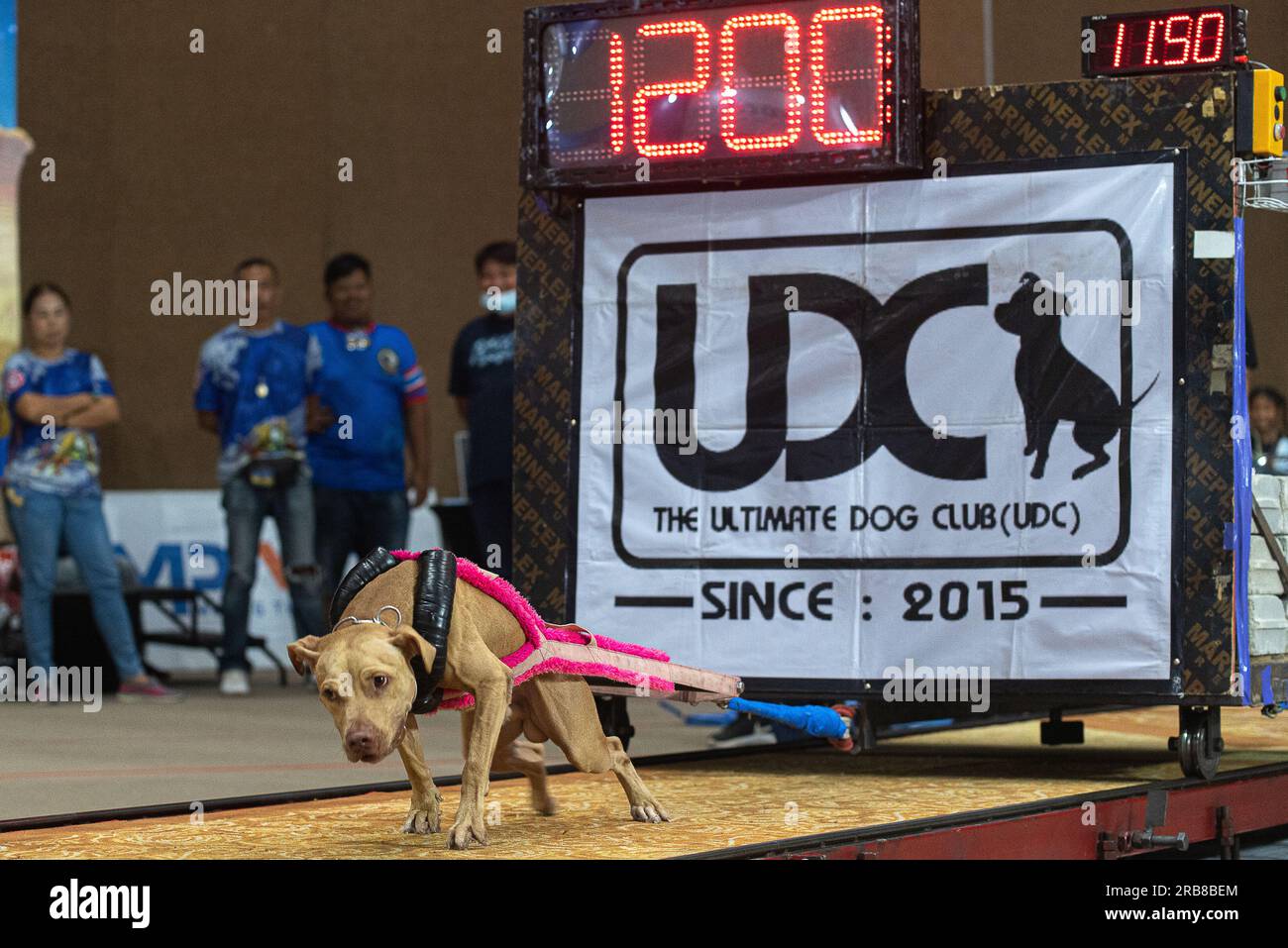 Bangkok, Thailand. 08th July, 2023. A Pitbull dog seen puling a weight ...