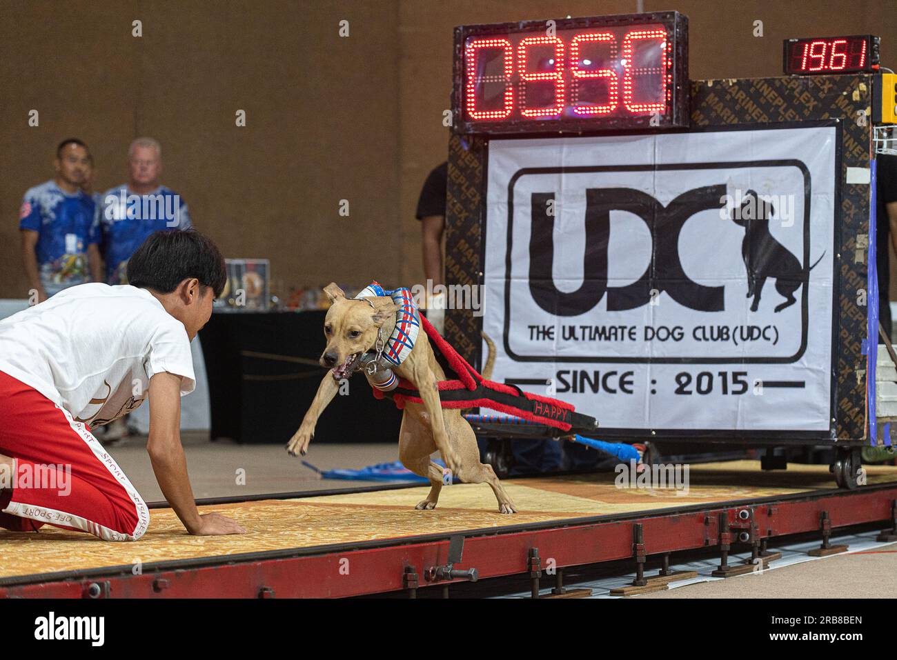 Bangkok, Thailand. 08th July, 2023. A Pitbull dog seen puling a weight ...