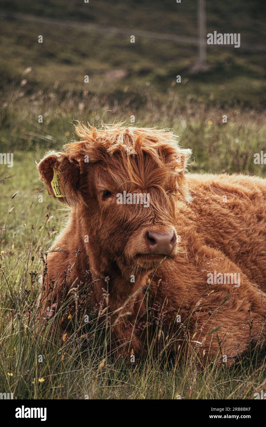 Fluffy Brown Cows
