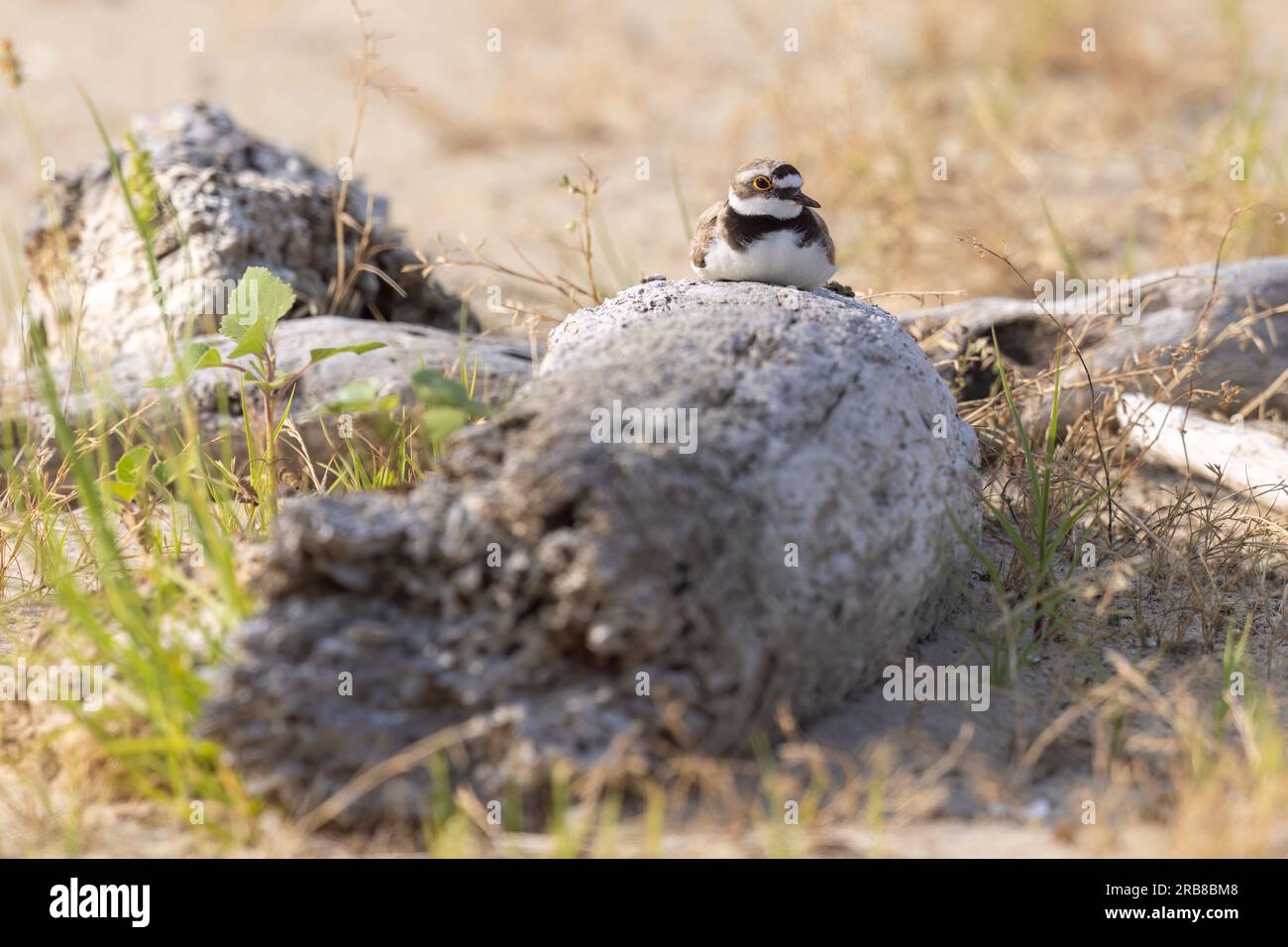 Waders or Shorebirds, female of little ringed plover Stock Photo - Alamy