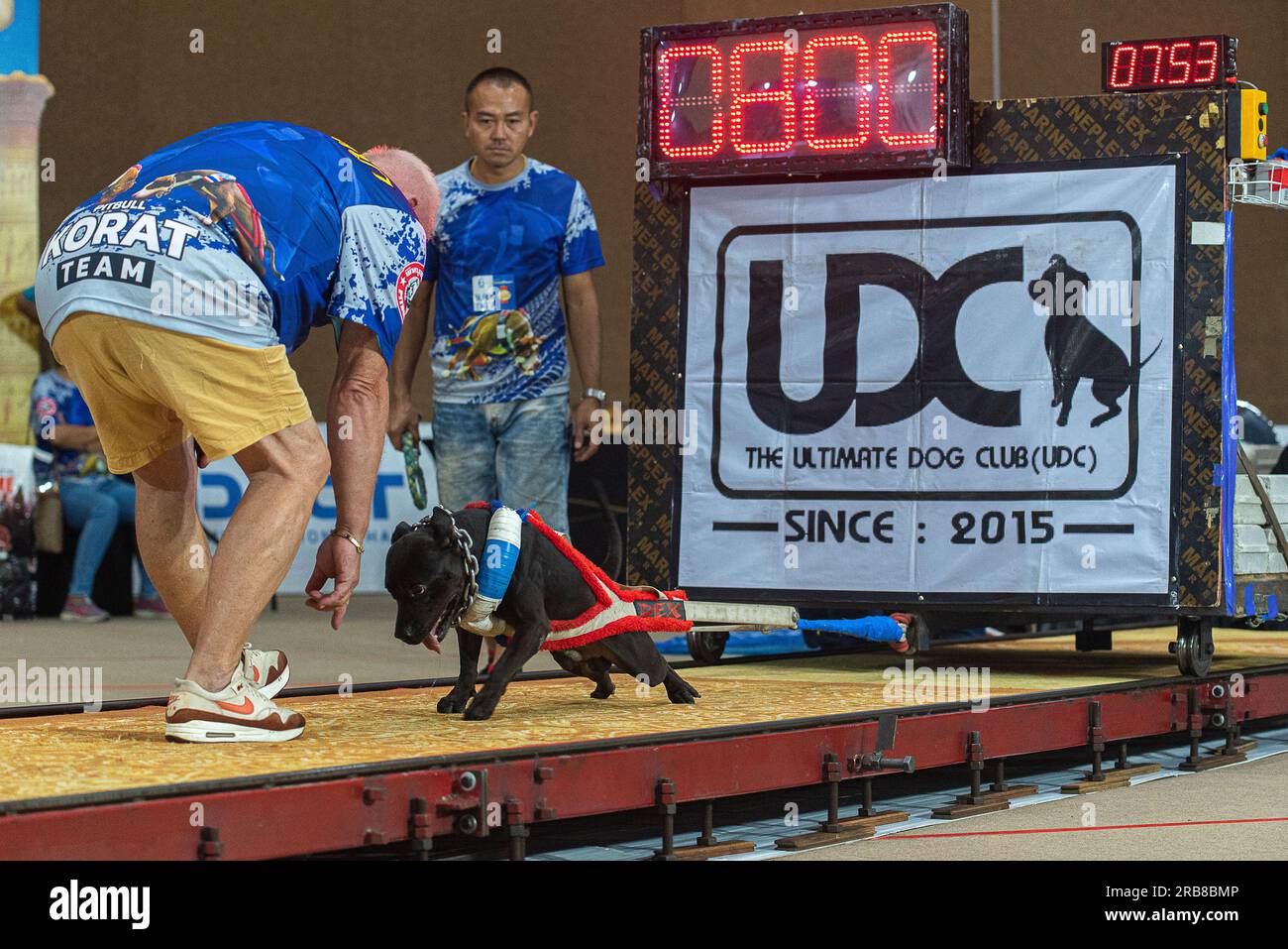 Bangkok, Thailand. 08th July, 2023. A Pitbull dog seen puling a weight ...