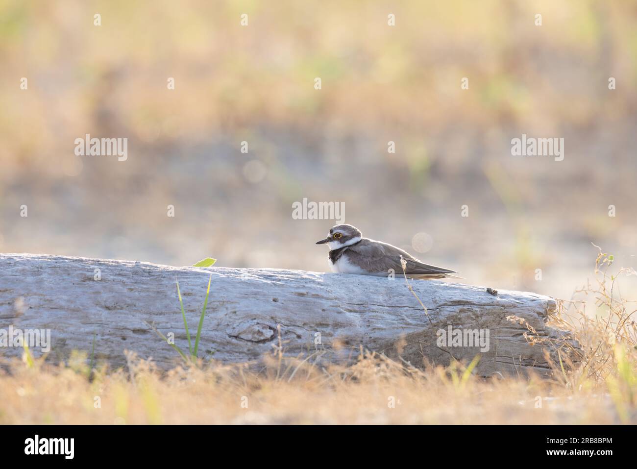 Waders or Shorebirds, female of little ringed plover Stock Photo - Alamy