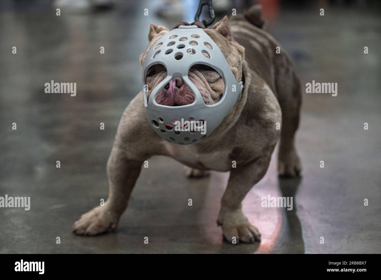 Bangkok, Thailand. 08th July, 2023. A Pitbull dog with a muzzle seen ...