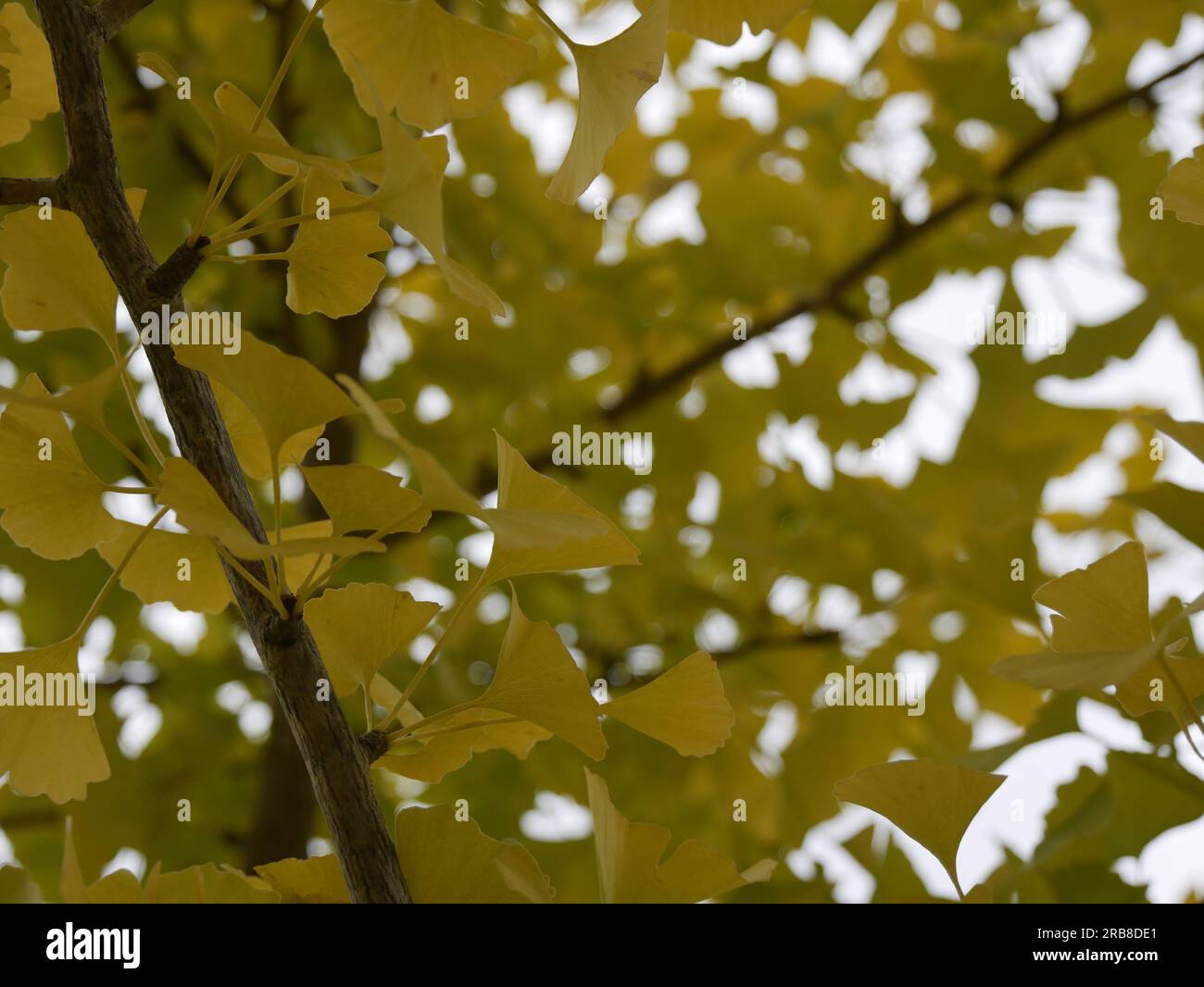 golden leaves of gingko biloba in the end of october in japan. Yellow ...