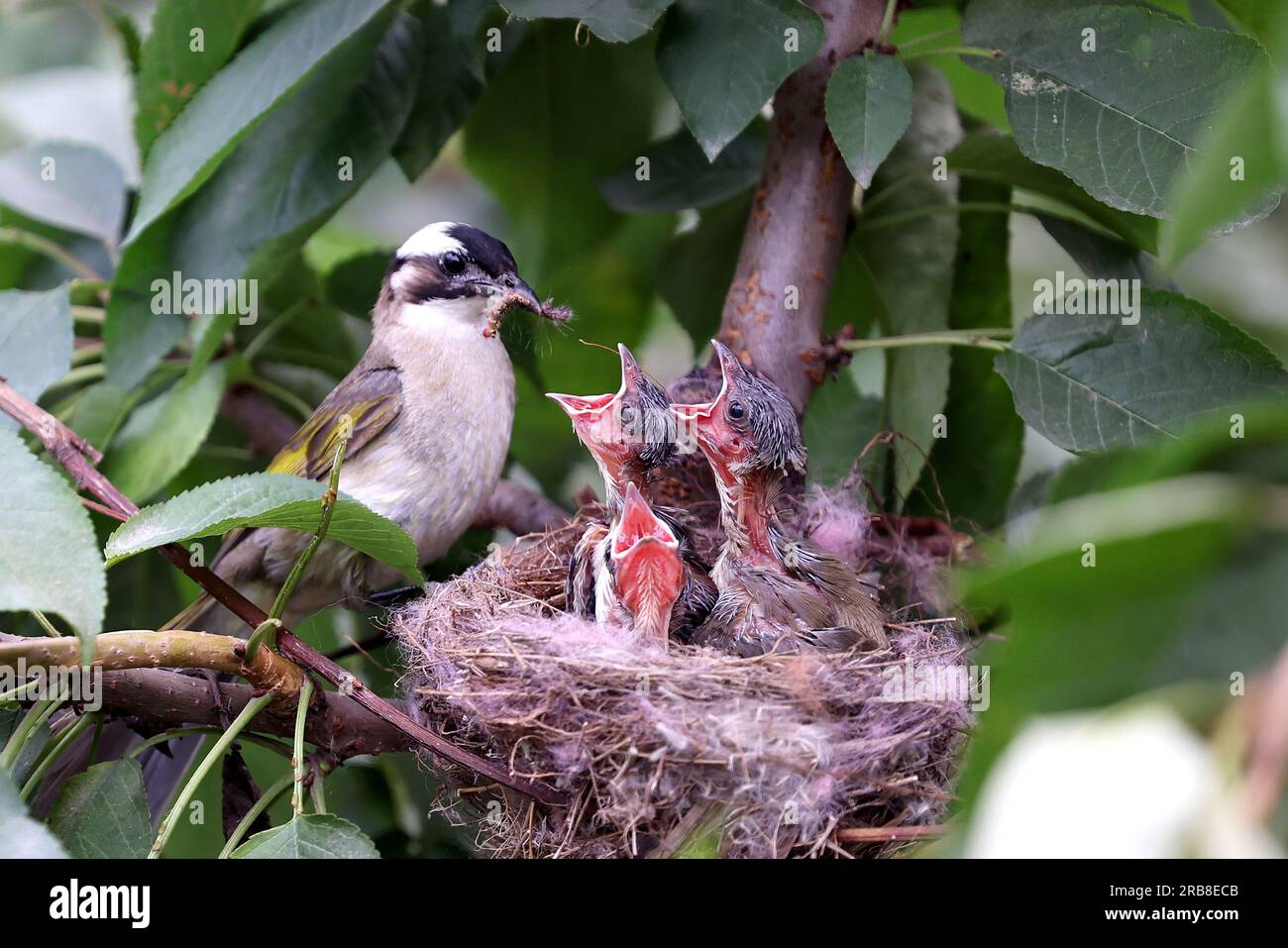Nest of bulbul bird hi-res stock photography and images - Alamy