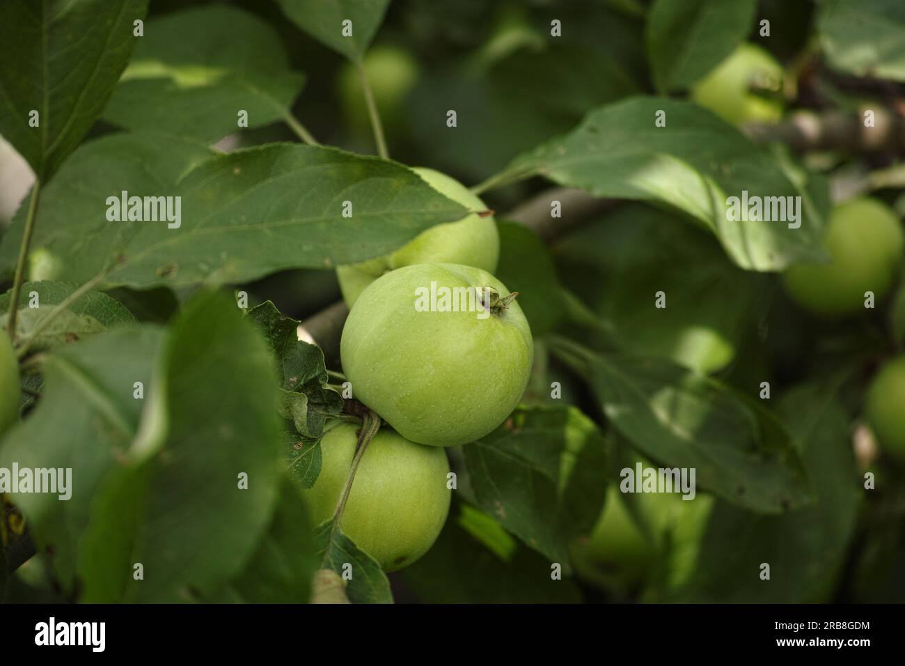 Unripe organic apples hanging on an apple tree branch. Close up Stock ...
