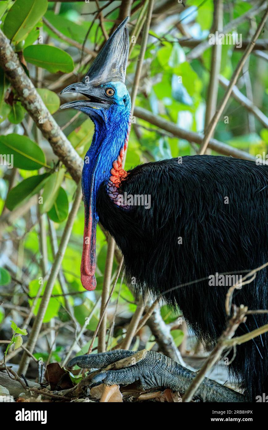 Australian cassowary feed hi-res stock photography and images - Alamy