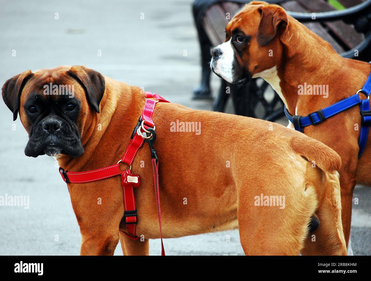 Two young Boxer breed dogs look intensely around them and wear ...