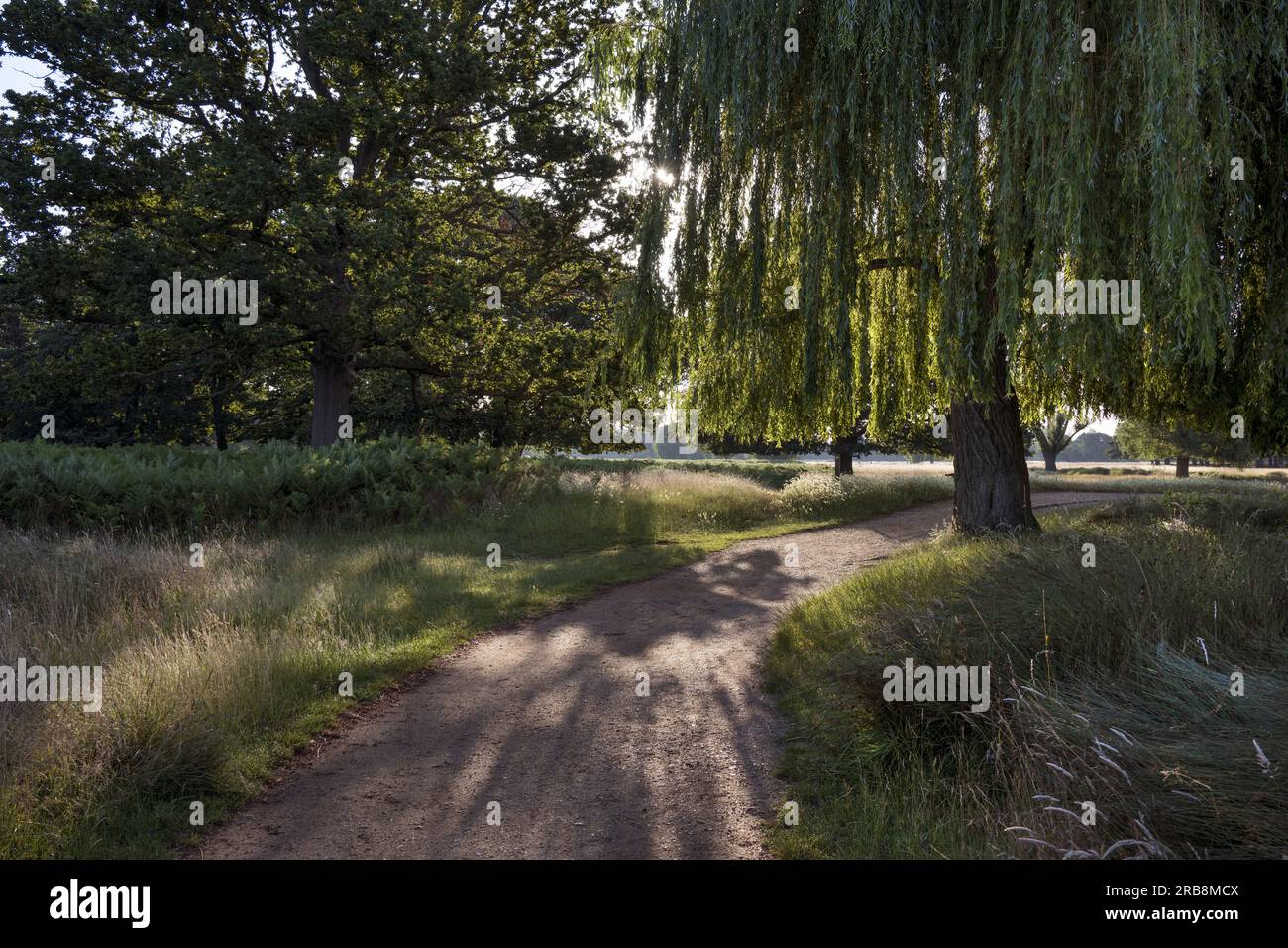 Good morning nature hi-res stock photography and images - Alamy