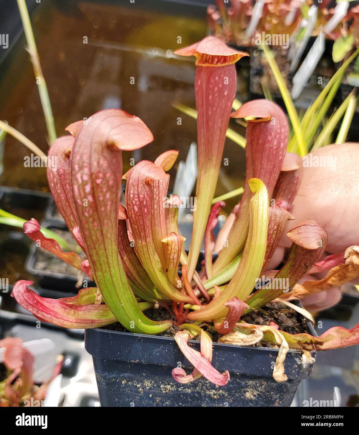 Pitcher plant with bug hi-res stock photography and images - Alamy