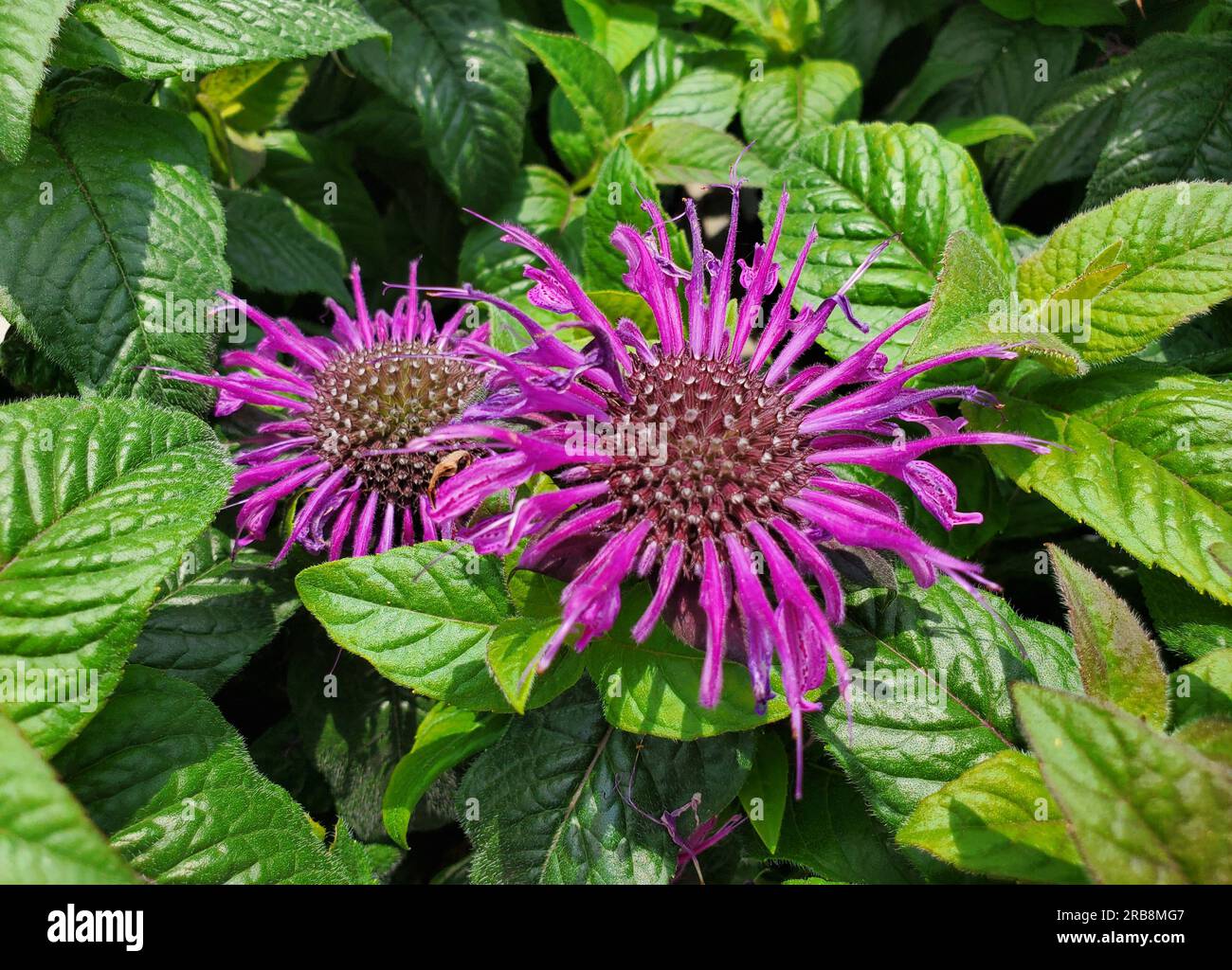 Leading lady hi-res stock photography and images - Alamy