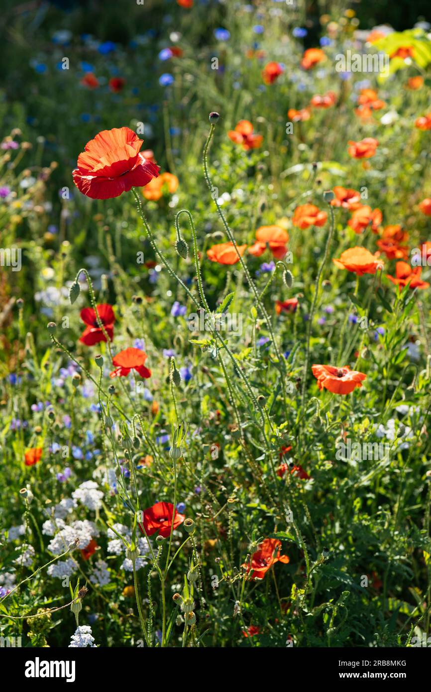 Bee friendly wild flower area in a garden with poppies, corn flowers ...