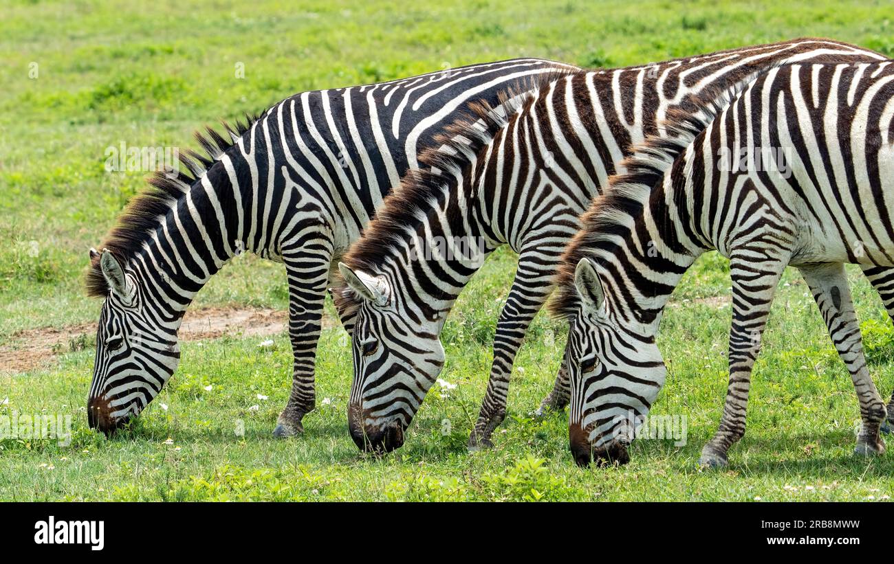 3 zebras in a symmetrical line Stock Photo - Alamy