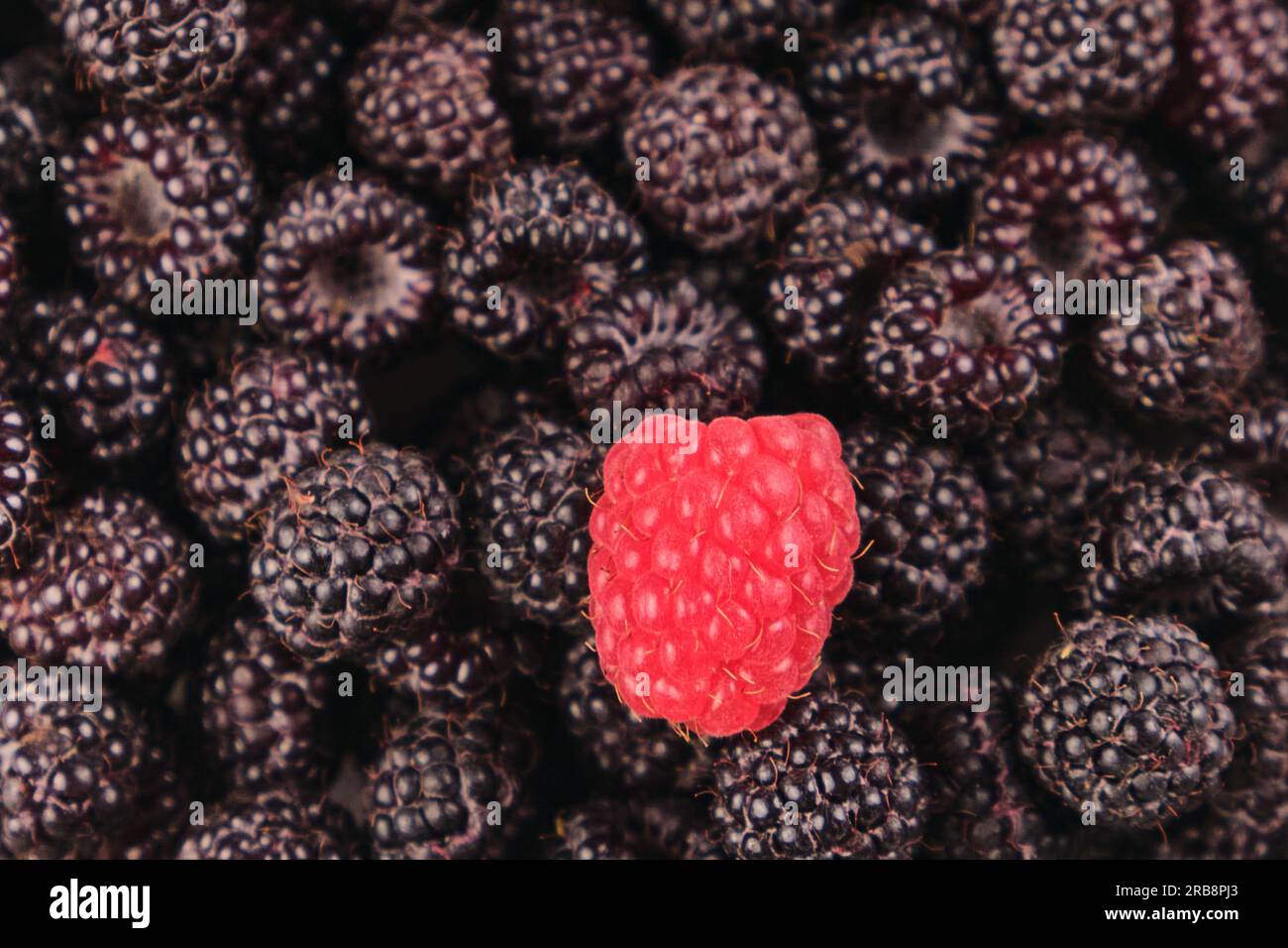 raspberry, black raspberries background macro Stock Photo - Alamy