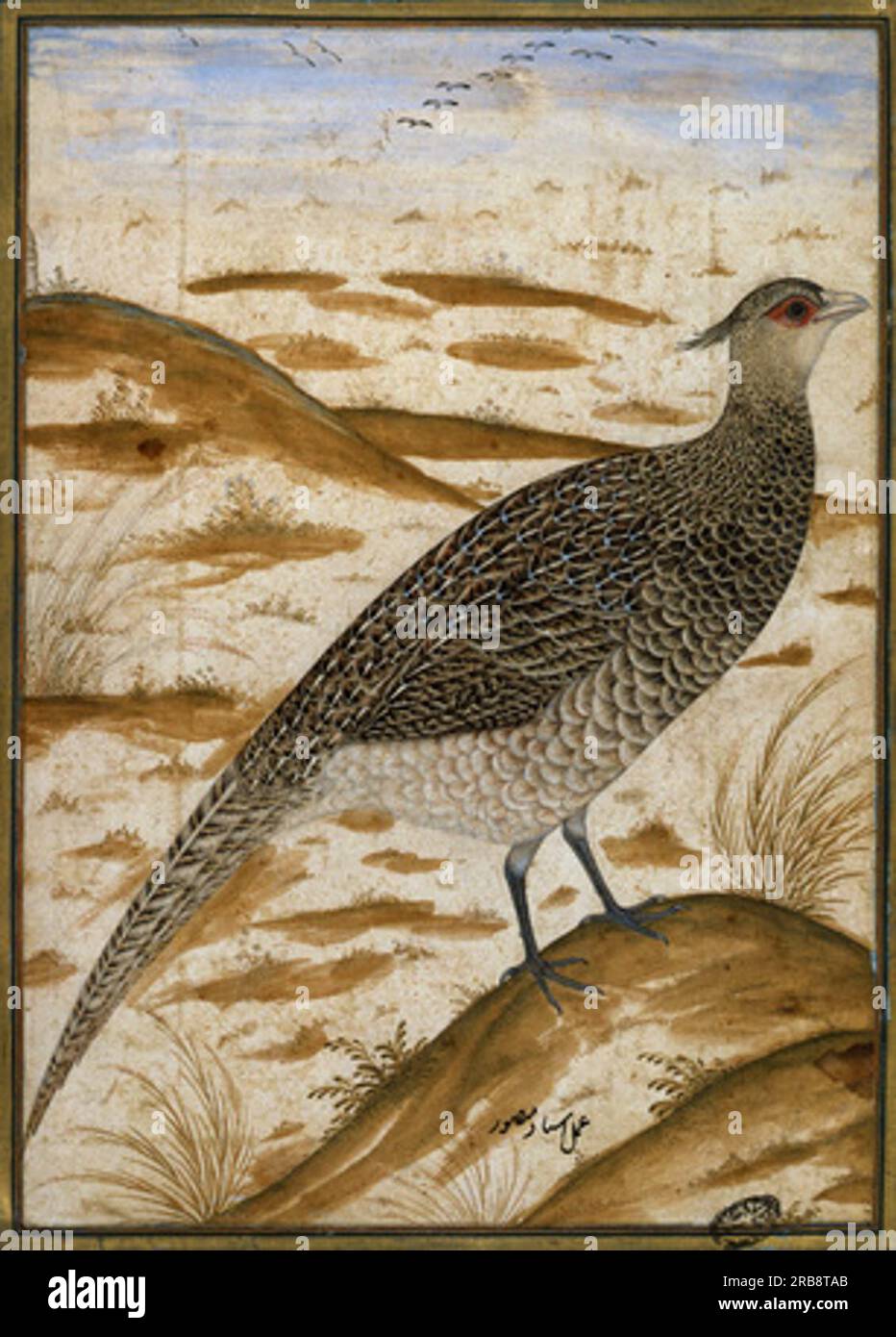 Himalayan cheer pheasant by Ustad Mansur Stock Photo - Alamy