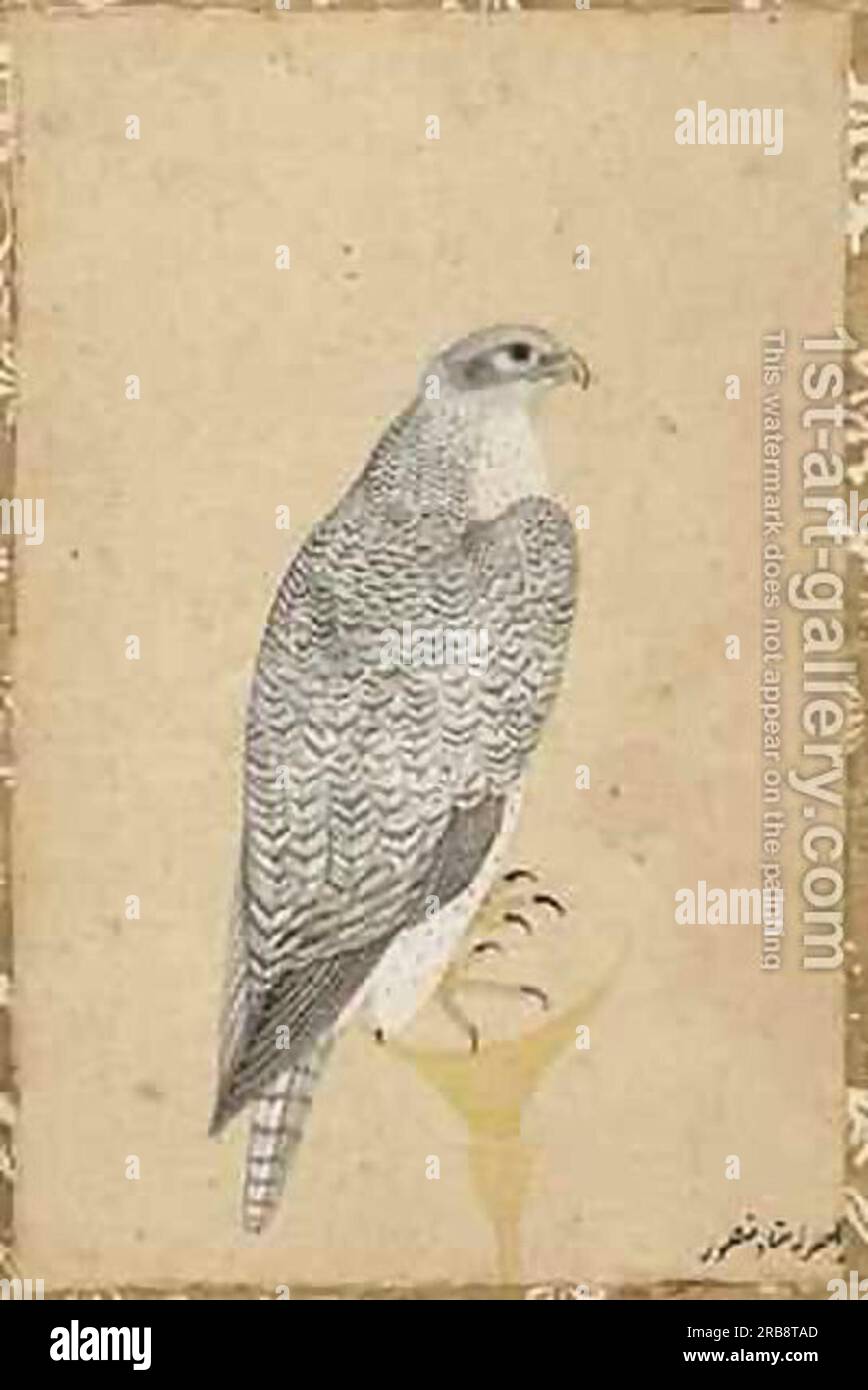 Portrait of a Falcon from Northern India by Ustad Mansur Stock Photo ...