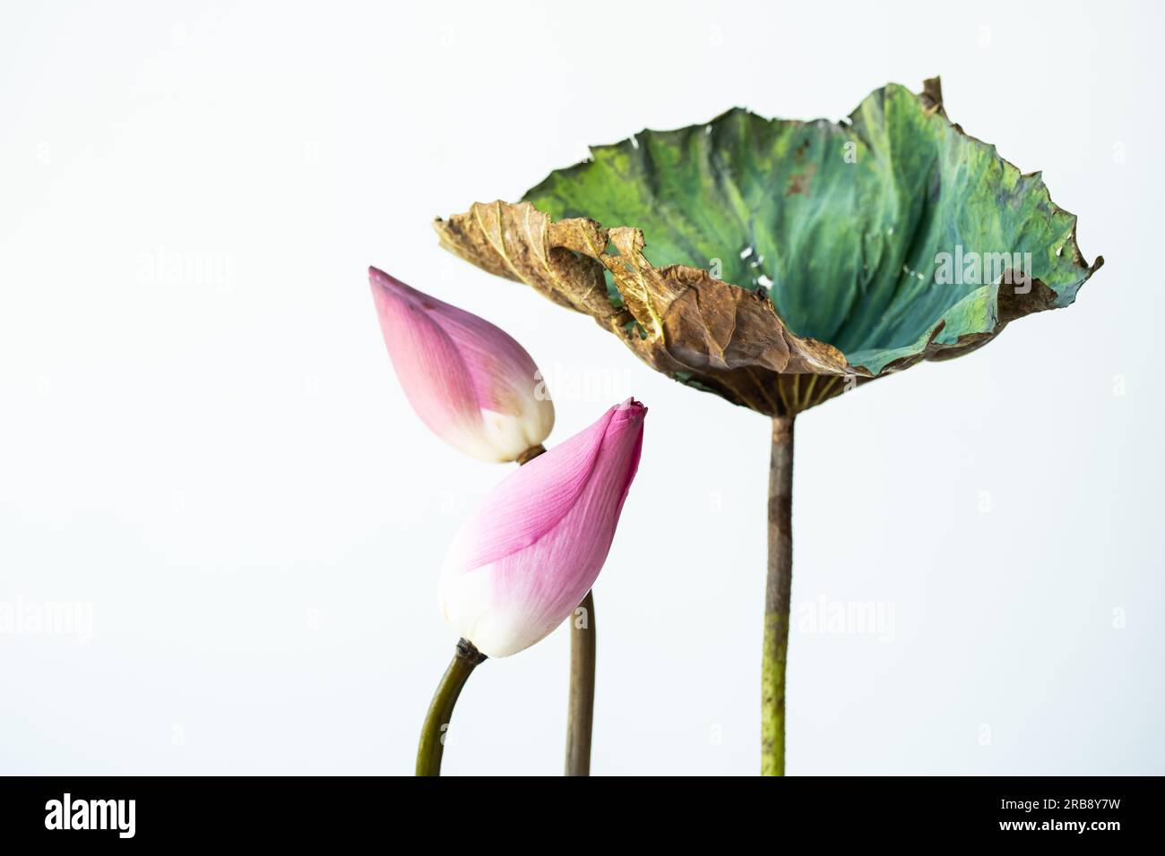 Lotus aesthetic. Flowery poster Stock Photo - Alamy