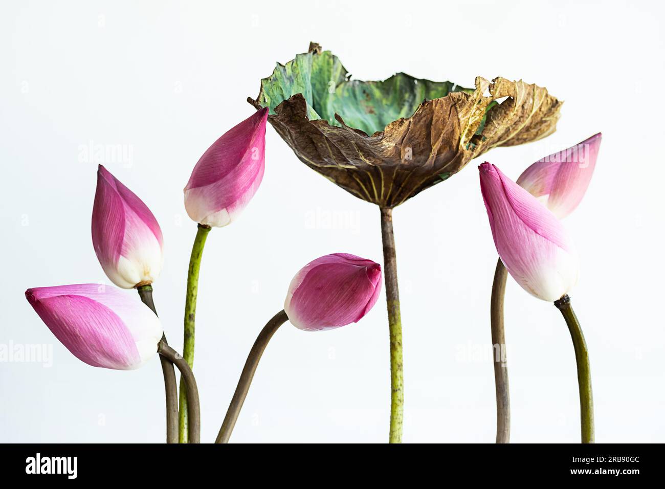 Lotus flowers aesthetic. Floral arrangement Stock Photo - Alamy