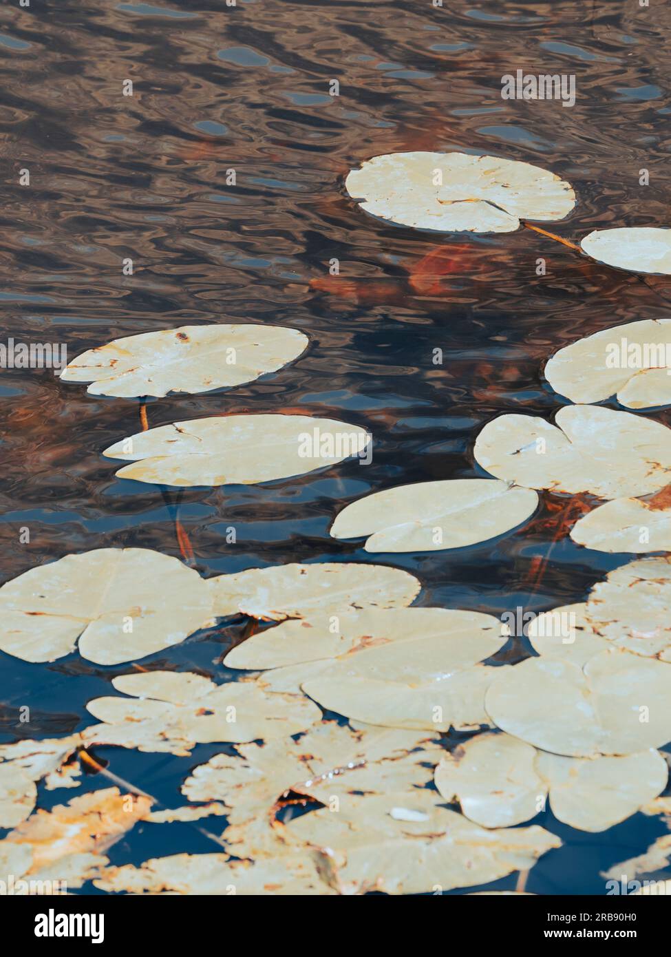 Water lilies, Floating on the River Thames, Pangbourne, Reading ...